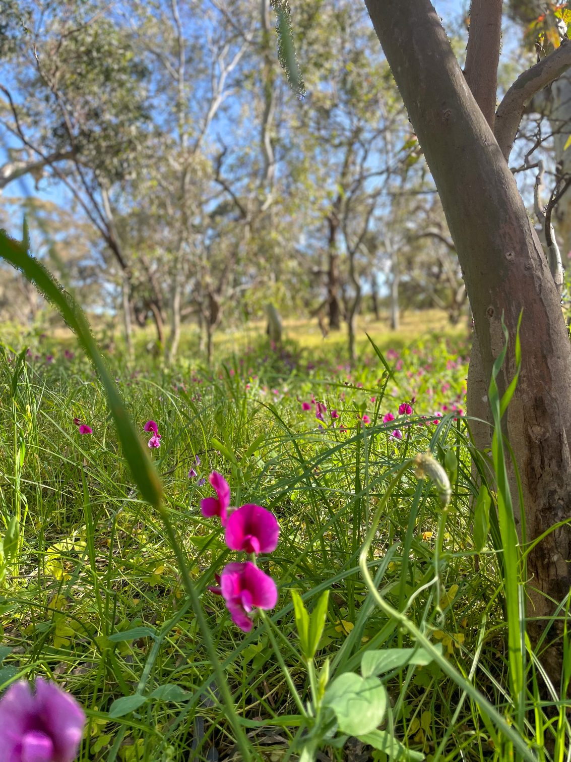 5 walking trails we love | communikate et al